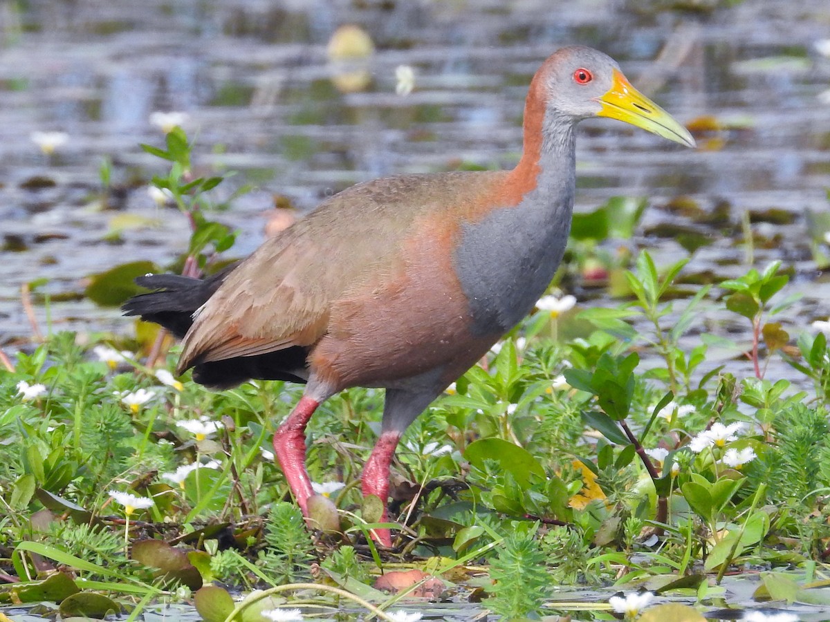 Giant Wood-Rail - Aramides ypecaha - Birds of the World
