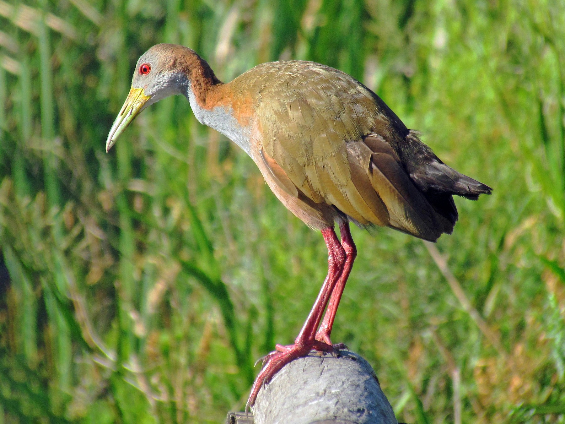 Giant Wood-Rail - eBird