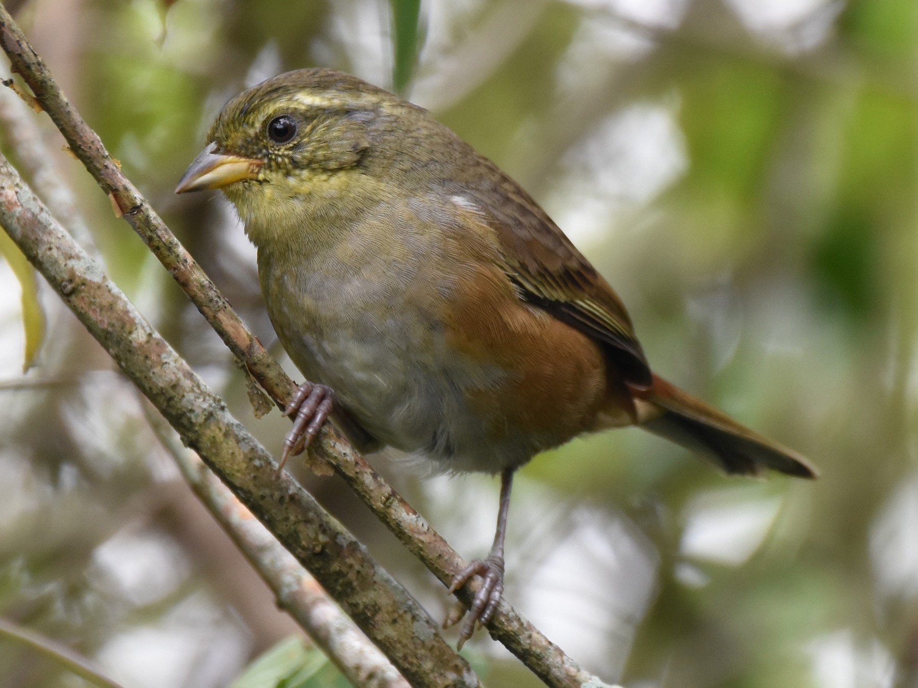 Grey-throated Warbling Finch - eBird