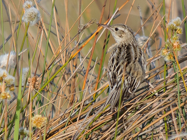 Hudson's Canastero - eBird