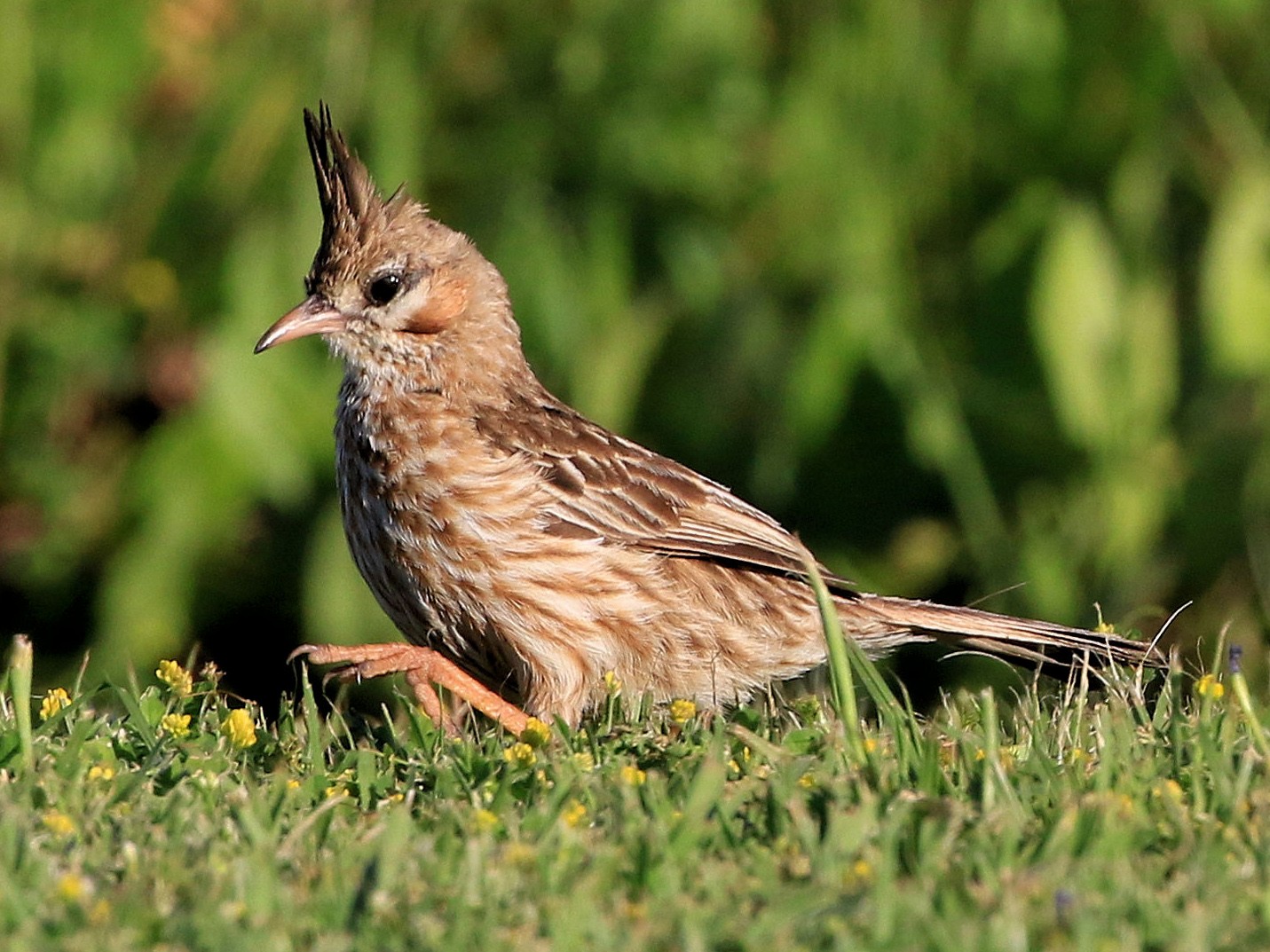Lark-like Brushrunner - eBird