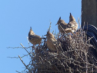 Lark-like Brushrunner - eBird