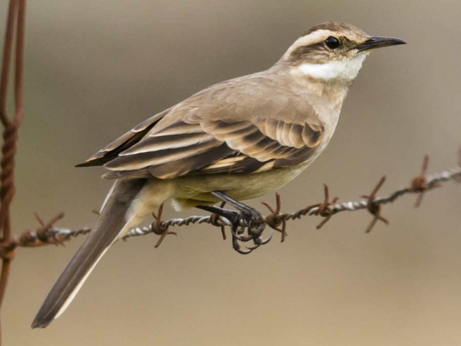Long-tailed Cinclodes - eBird