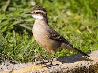 Long-tailed Cinclodes - eBird