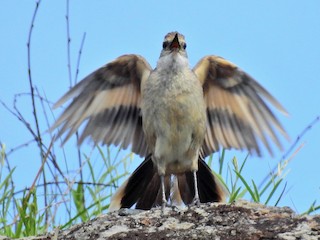 Long-tailed Cinclodes - eBird