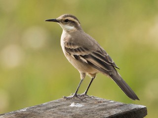 Long-tailed Cinclodes - eBird