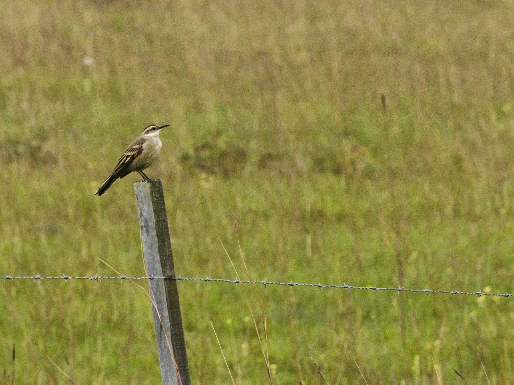 Remolinera colilarga - eBird