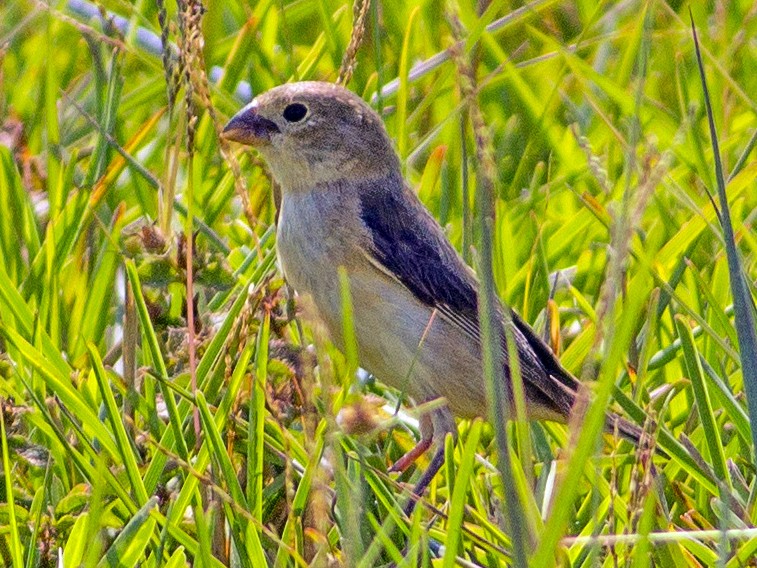 Marsh Seedeater - eBird