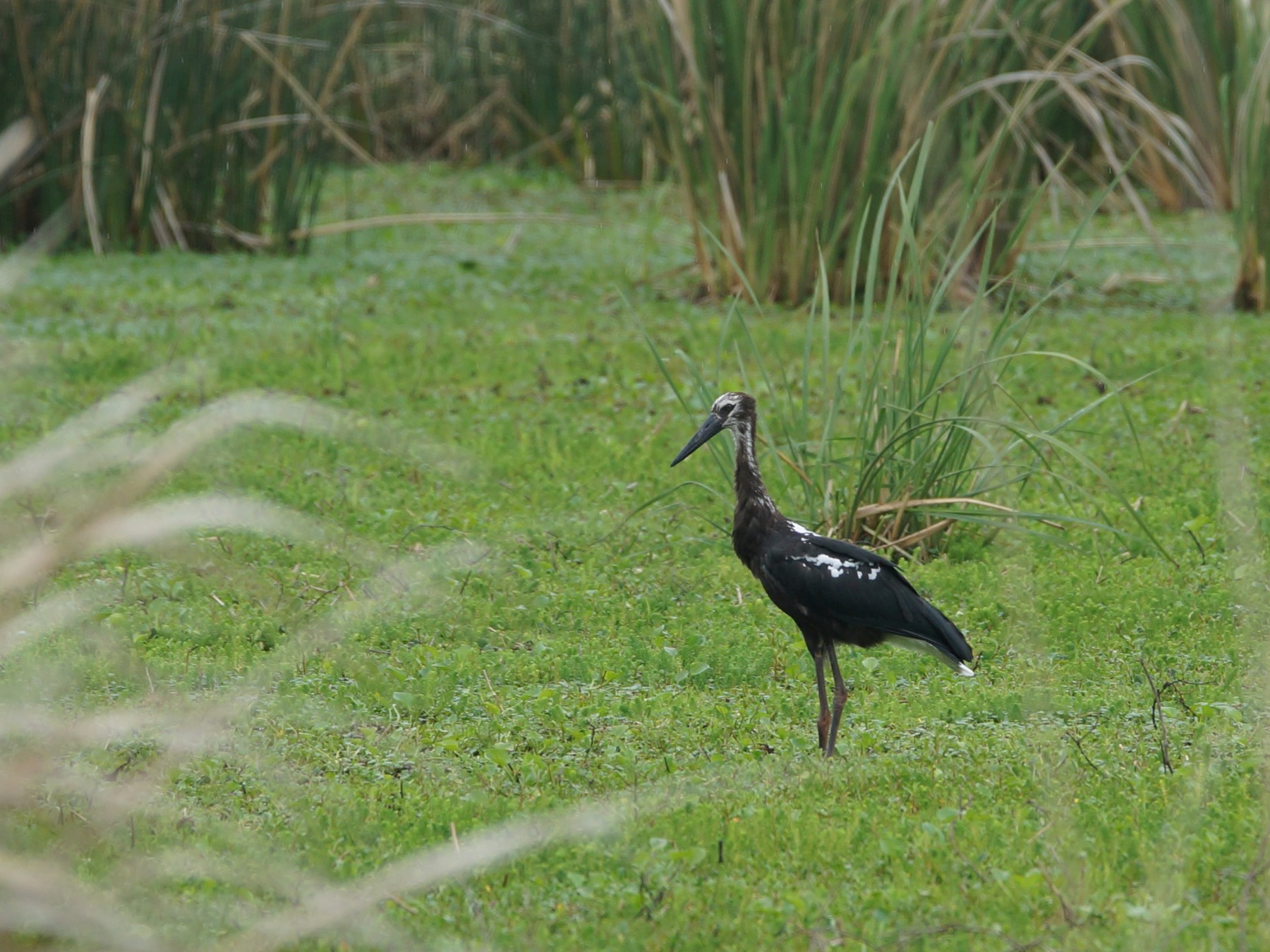 Pillo - eBird