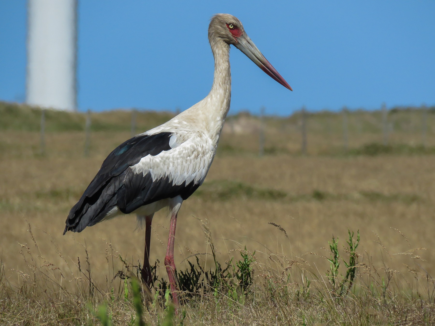 Maguari Stork - eBird