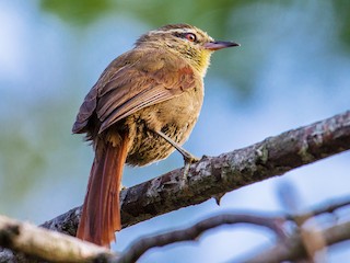 Olive Spinetail - eBird
