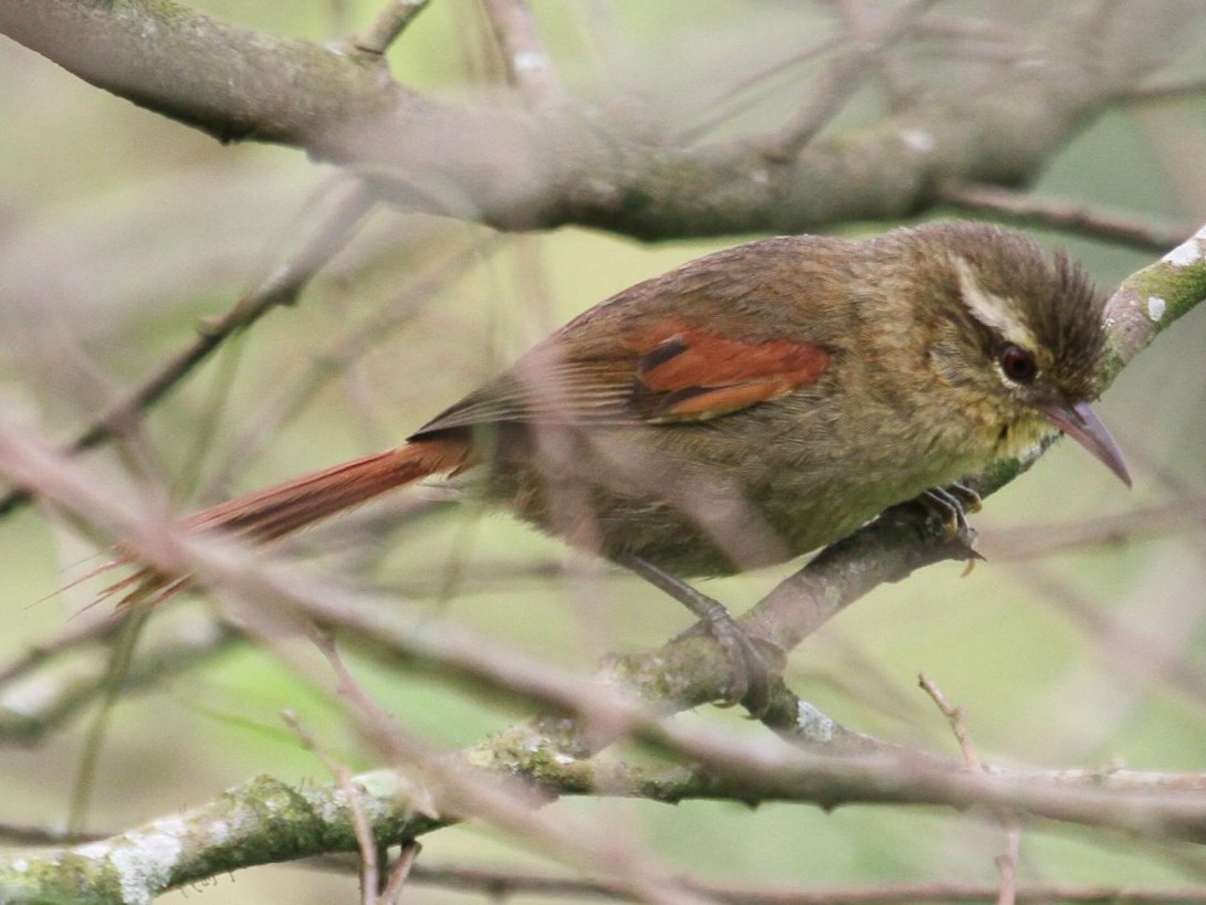 Olive Spinetail - eBird