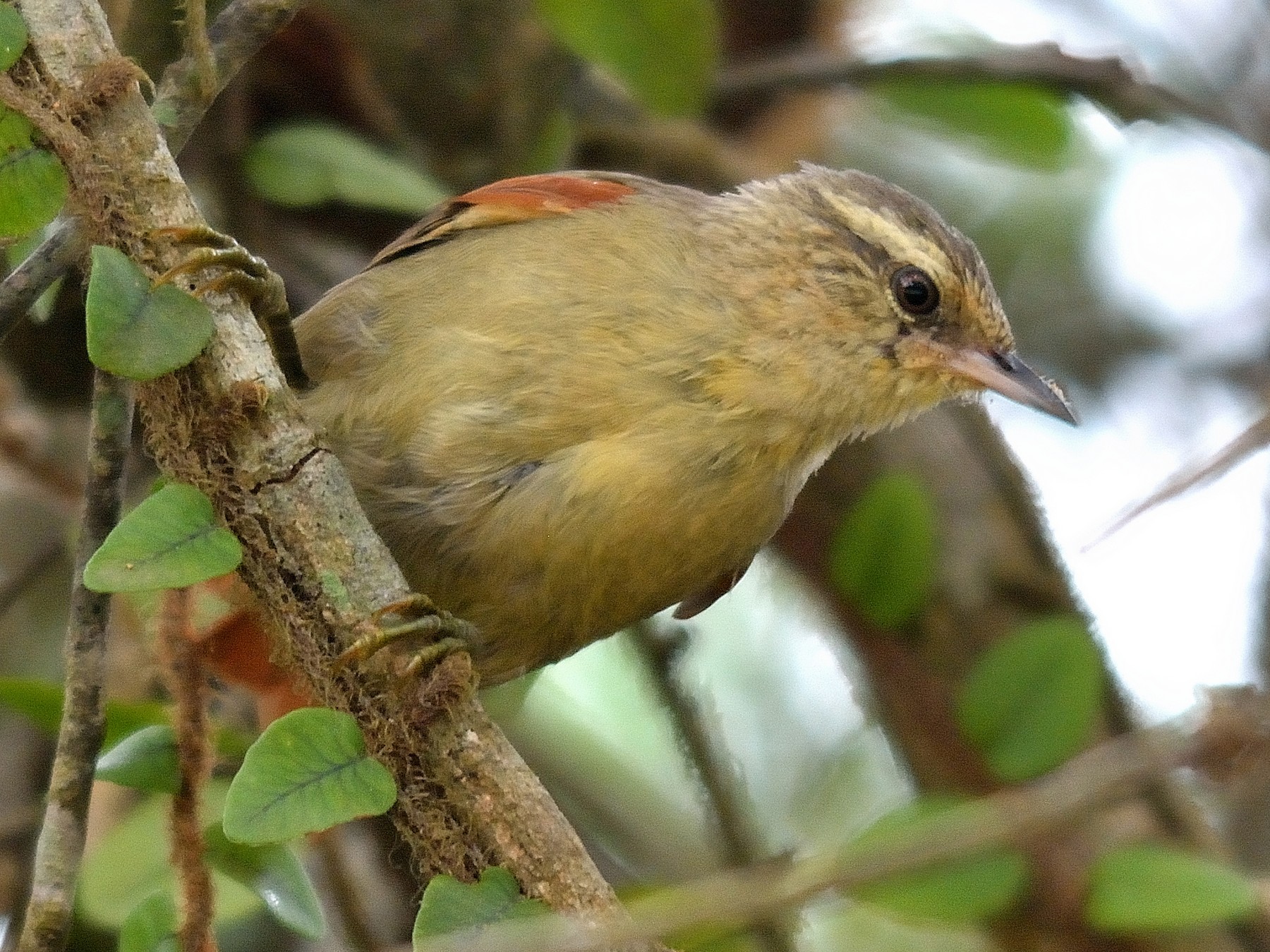 Olive Spinetail - eBird