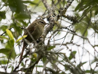 Olive Spinetail - eBird