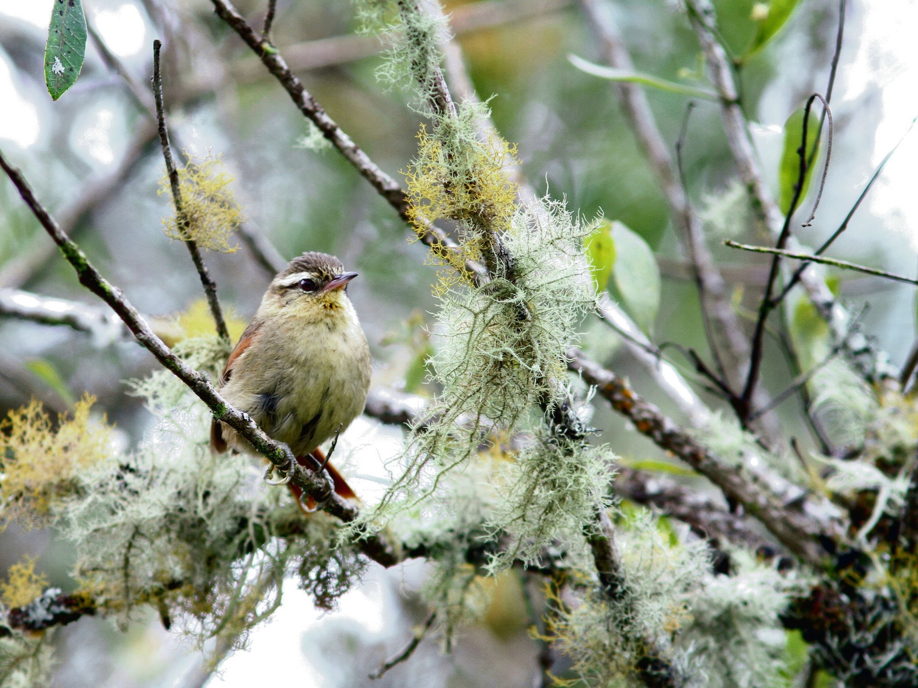 Olive Spinetail - eBird