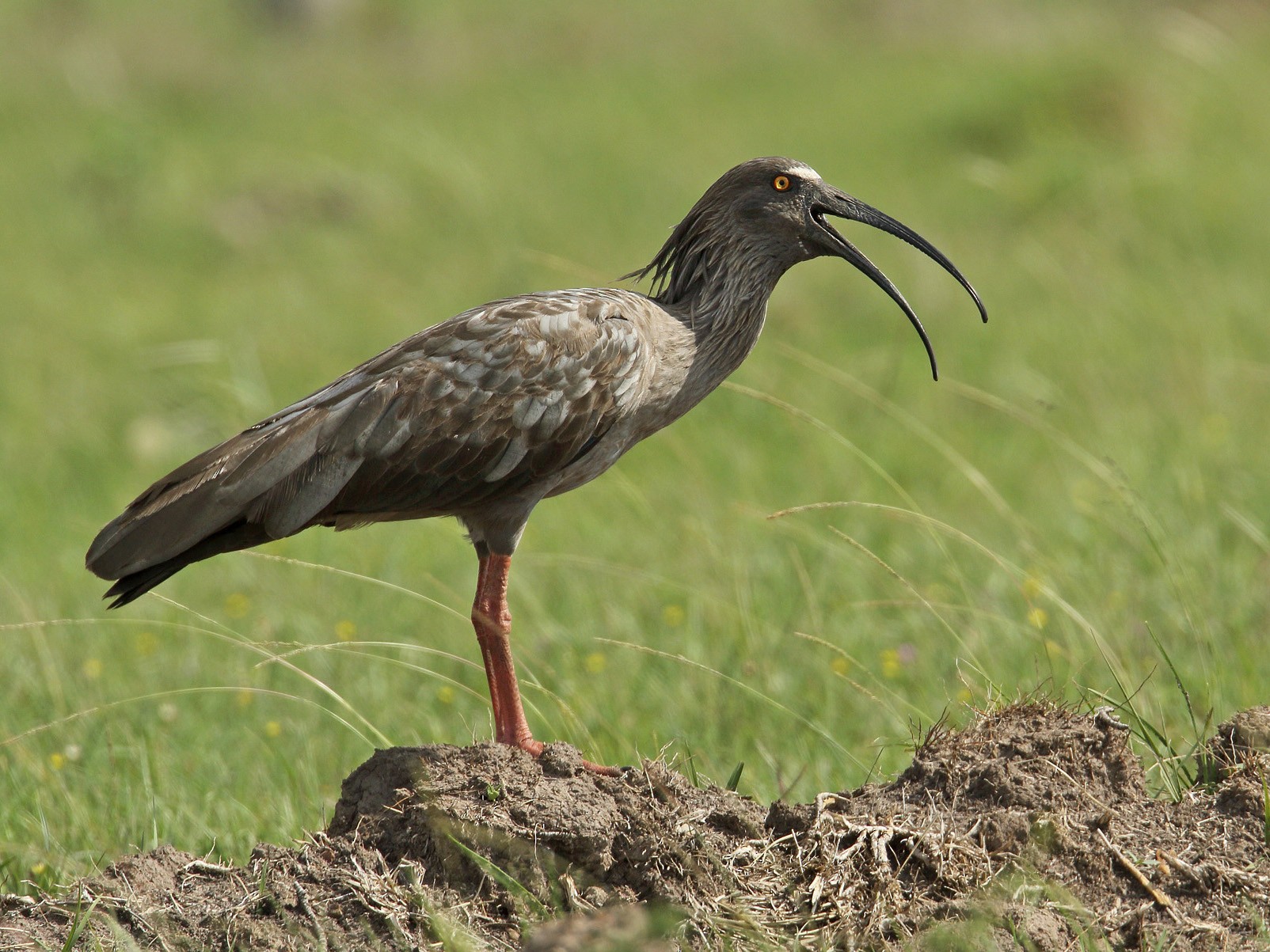 Plumbeous Ibis - eBird