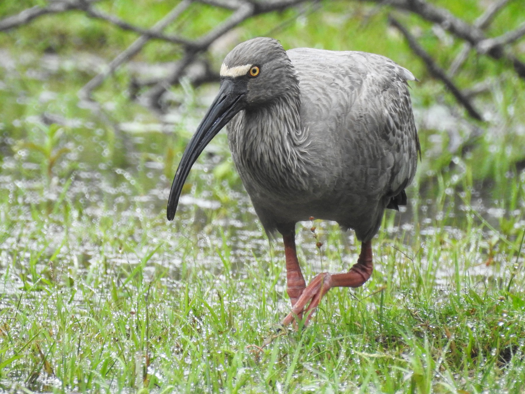 Plumbeous Ibis - eBird