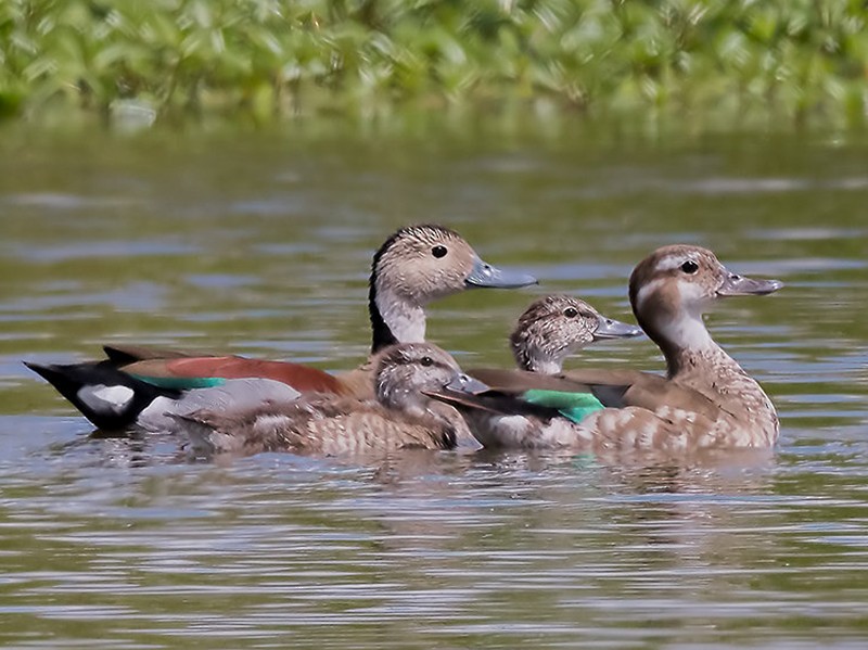 Ringed Teal - eBird