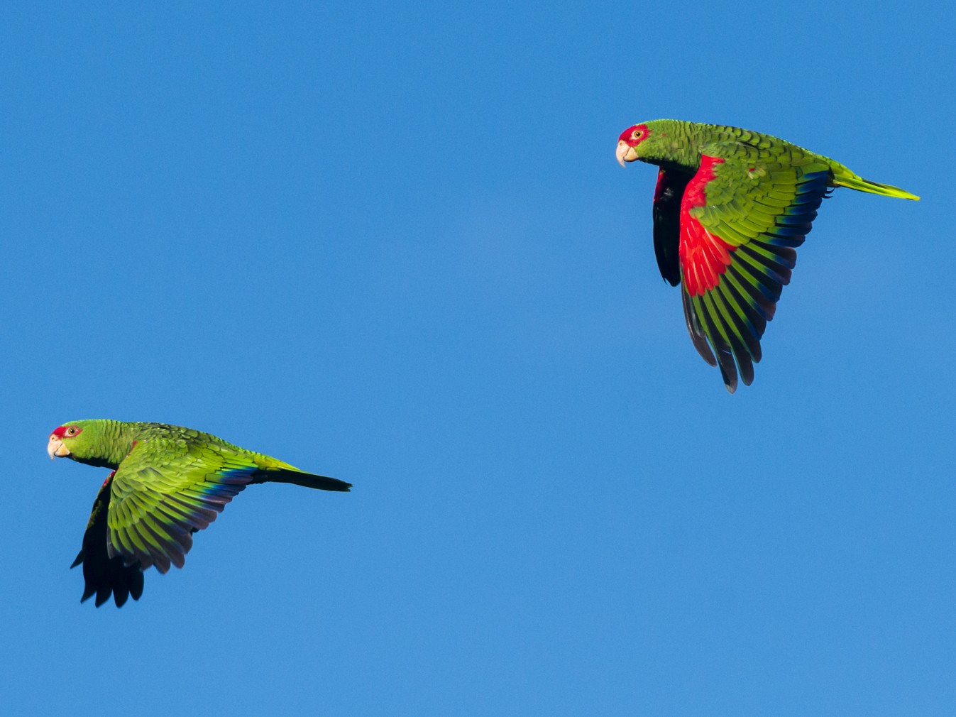 Red-spectacled Parrot - eBird