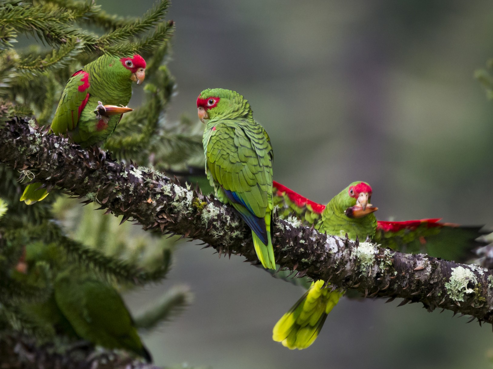 Red-spectacled Parrot - eBird