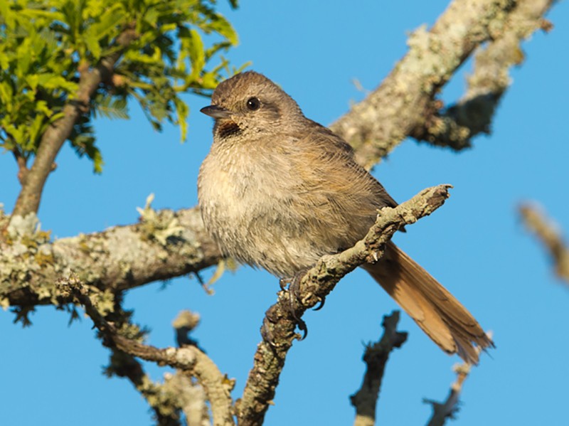 Canastero Chaqueño - eBird