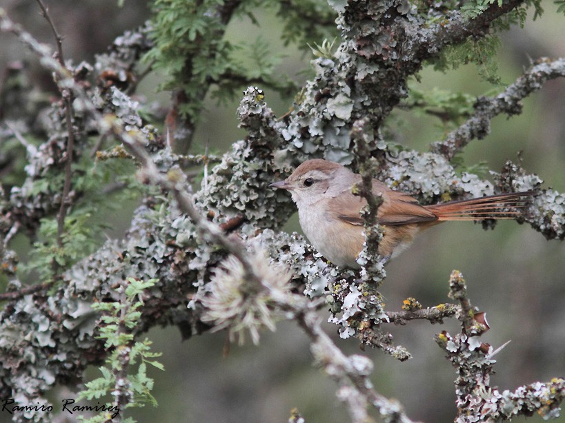 Canastero Chaqueño - eBird