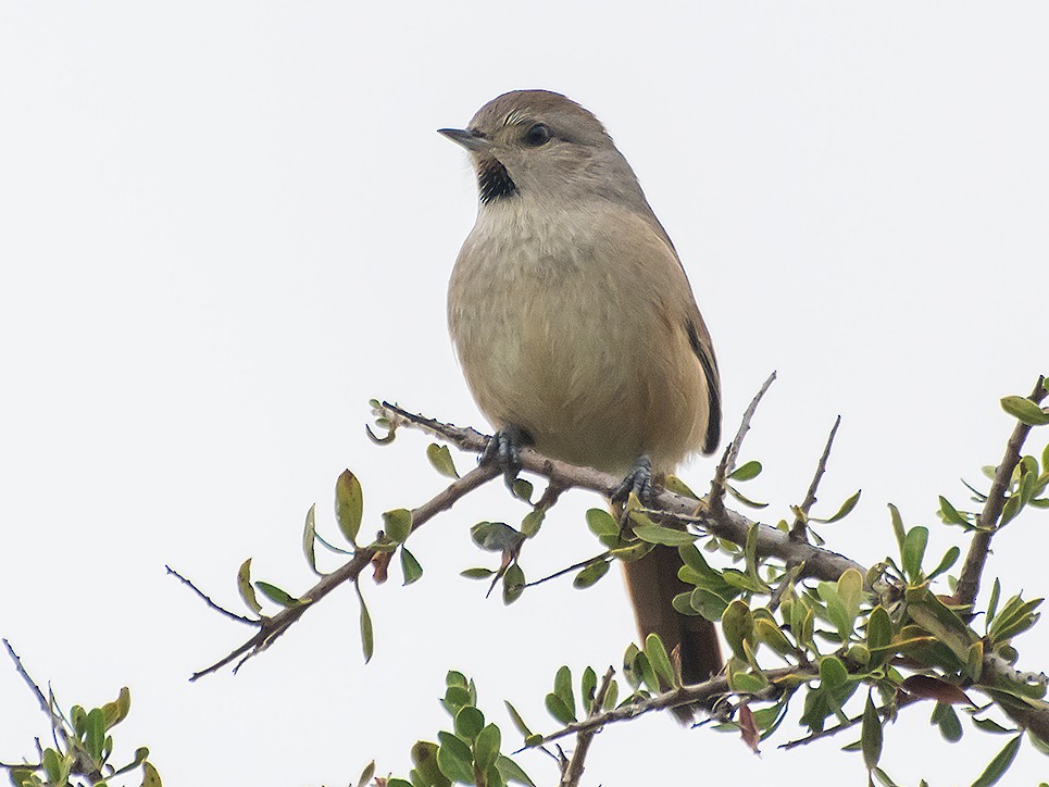 Canastero Chaqueño - eBird