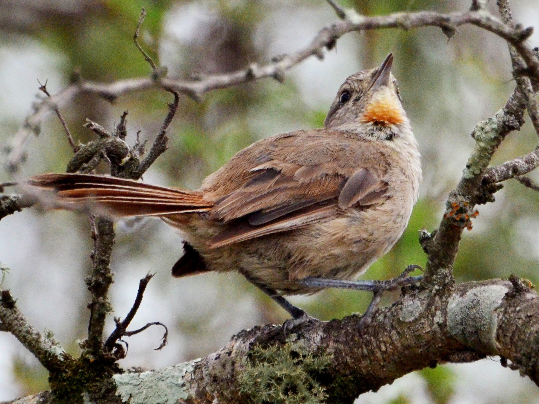 Canastero Chaqueño - eBird