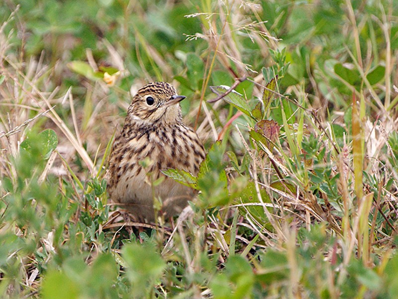 Short-billed Pipit - eBird