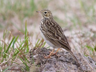 Short-billed Pipit - eBird