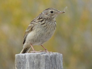 Short-billed Pipit - eBird