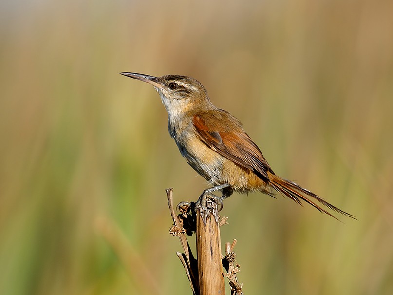 Straight-billed Reedhaunter - eBird