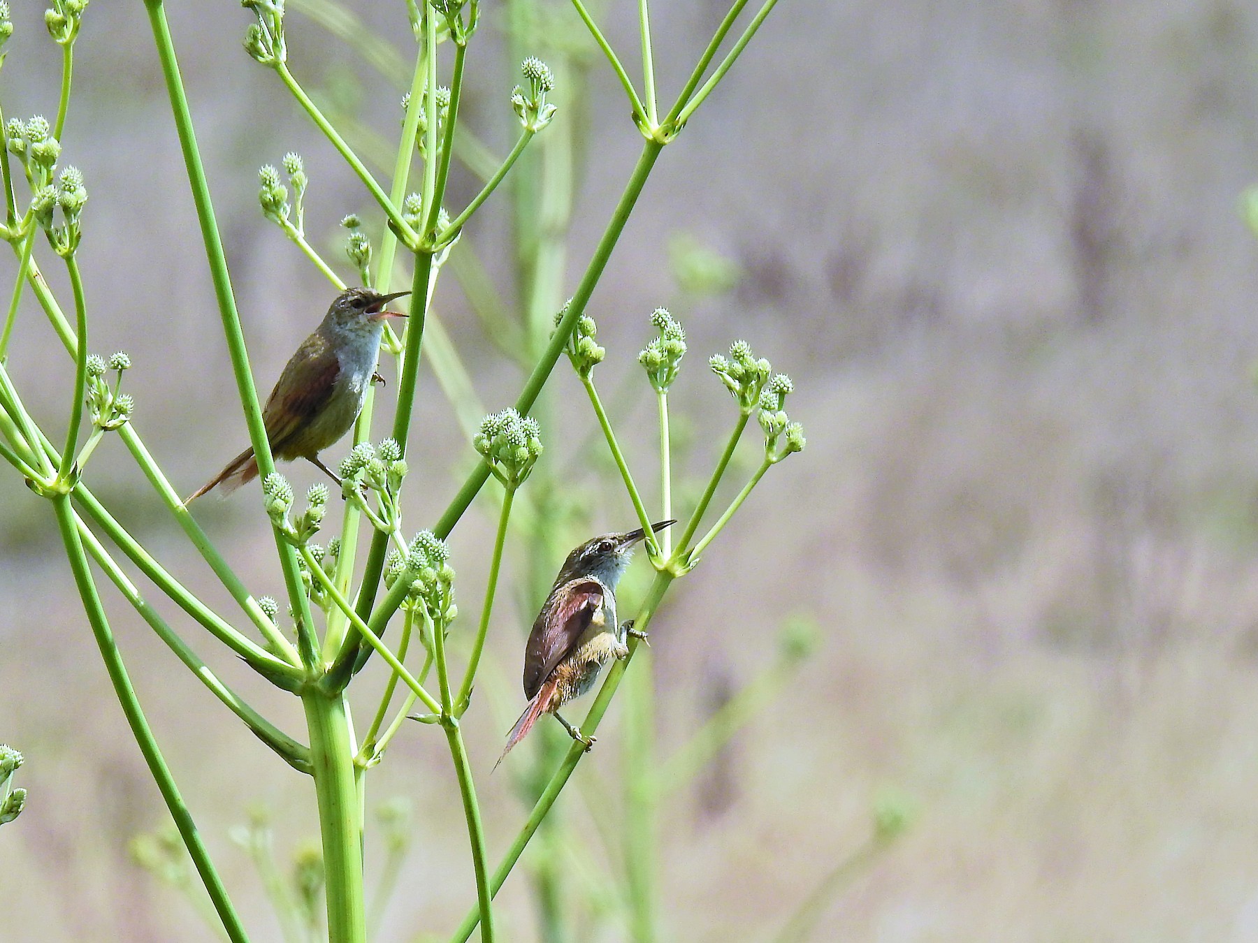 Straight-billed Reedhaunter - eBird
