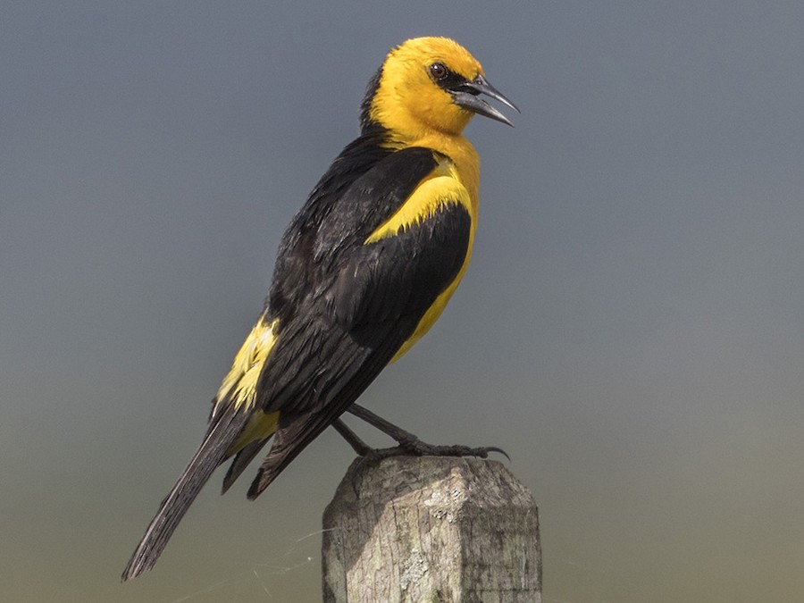 Tordo Amarillo - eBird