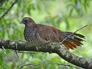 Scaled Chachalaca - eBird