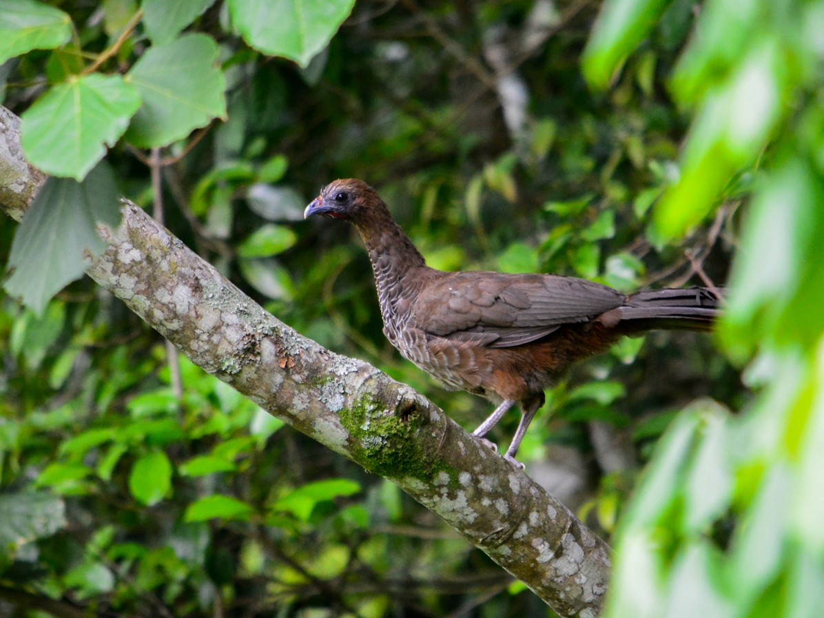 Scaled Chachalaca - eBird