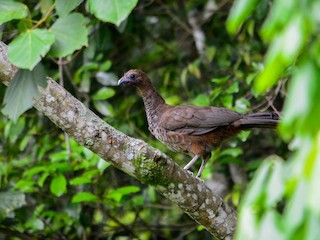 Scaled Chachalaca - eBird