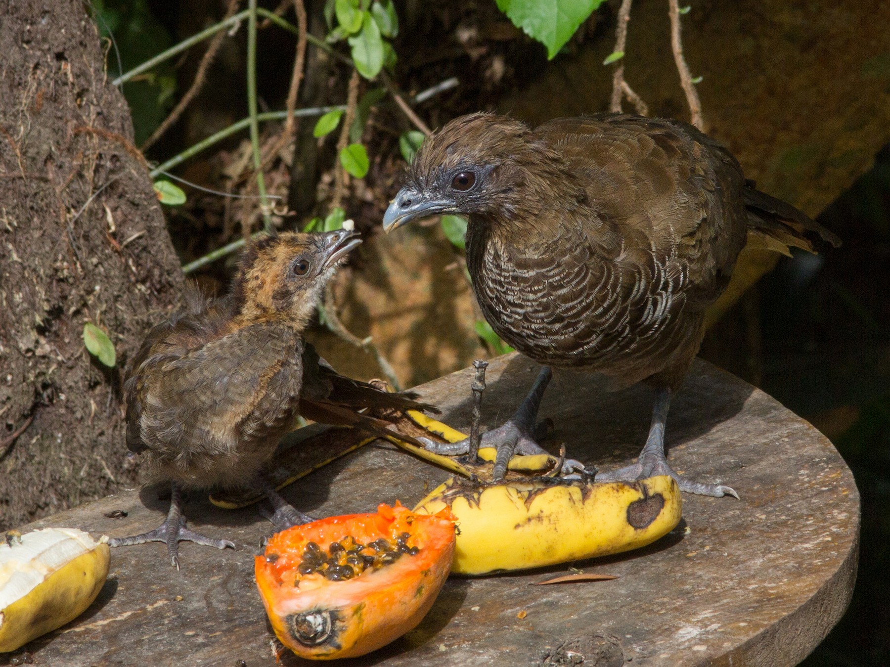 Scaled Chachalaca - eBird