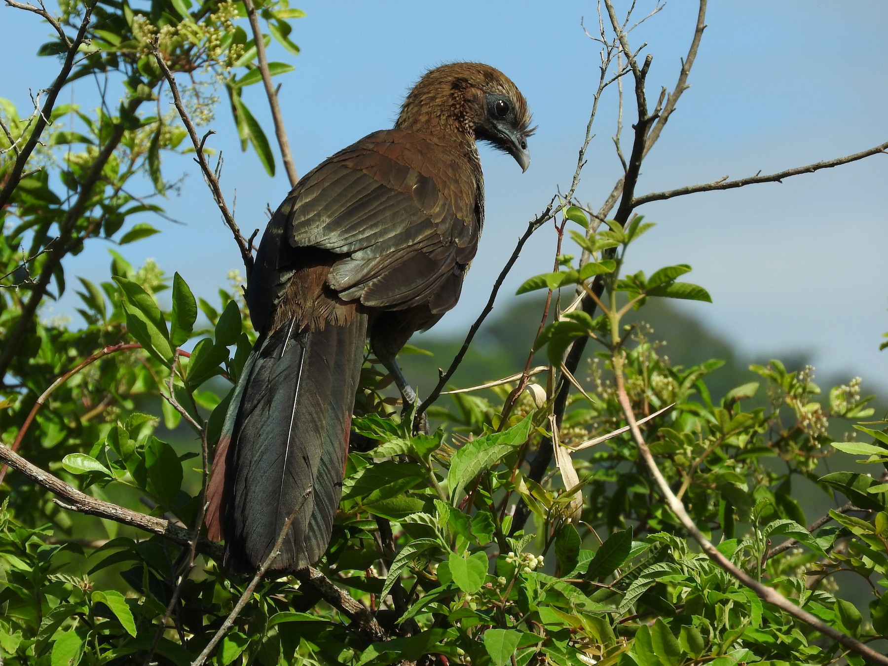 Scaled Chachalaca - eBird