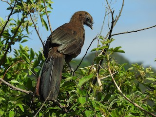 Scaled Chachalaca - eBird