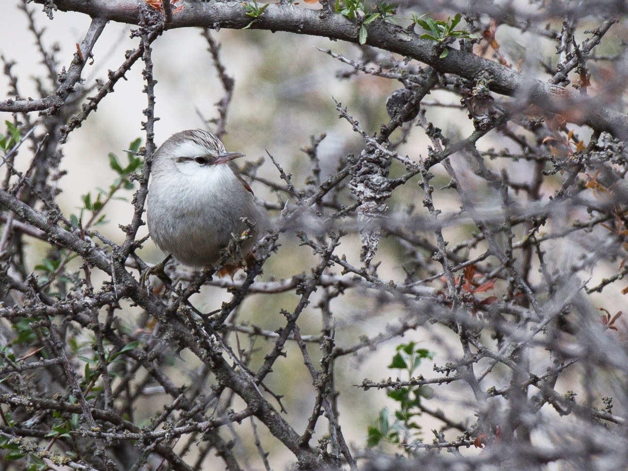 Stripe-crowned Spinetail - eBird