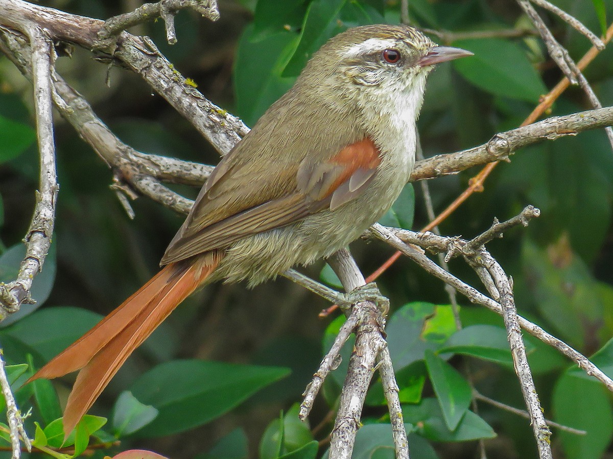 Stripe-crowned Spinetail - Cranioleuca pyrrhophia - Birds of the World