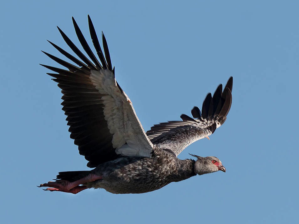 Southern Screamer - eBird