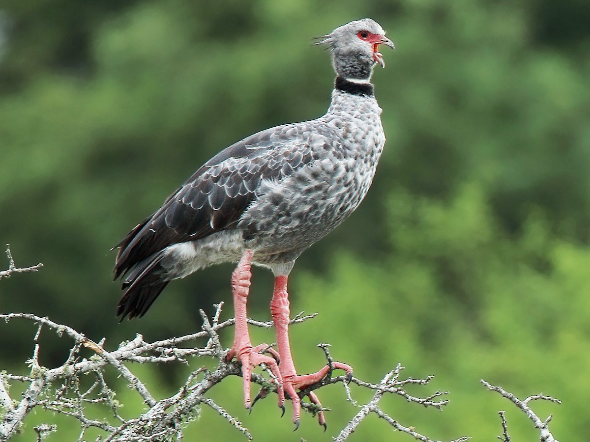 Southern Screamer - Chauna torquata - Birds of the World