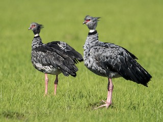 Southern Screamer - eBird