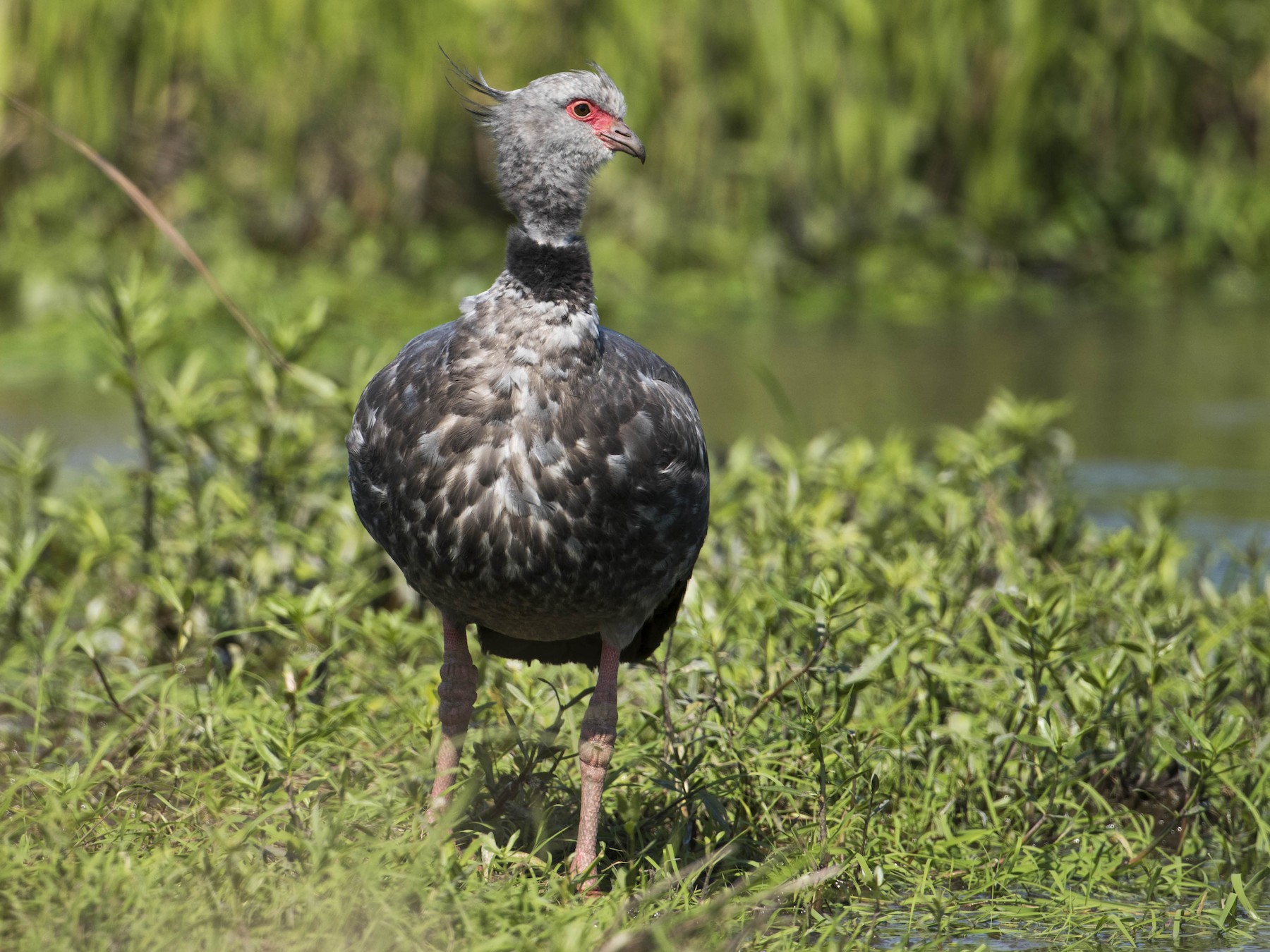 Southern Screamer - eBird