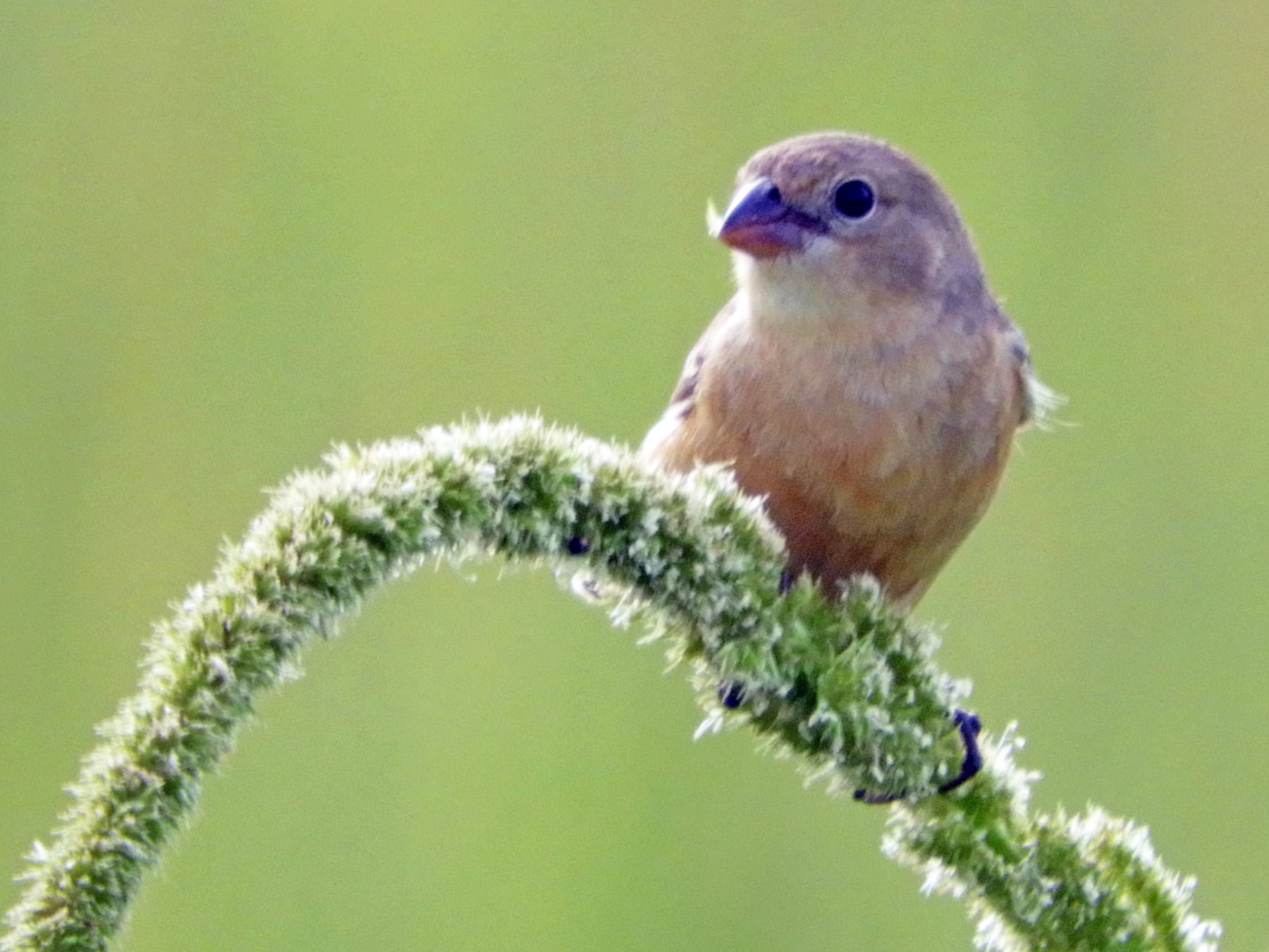 Capuchino Canela - eBird