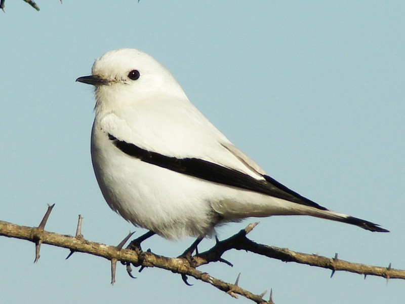 White Monjita - eBird