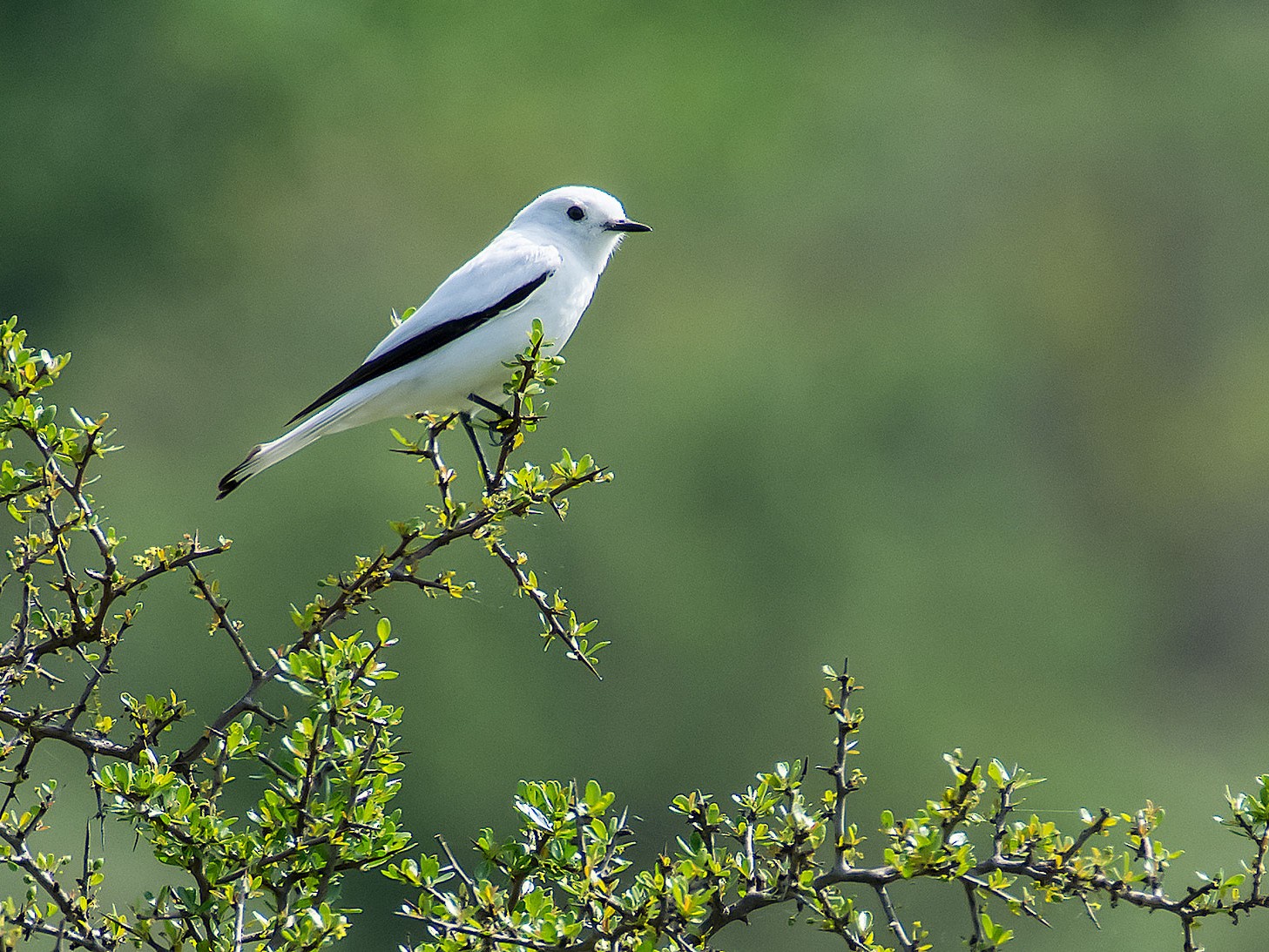 White Monjita - eBird