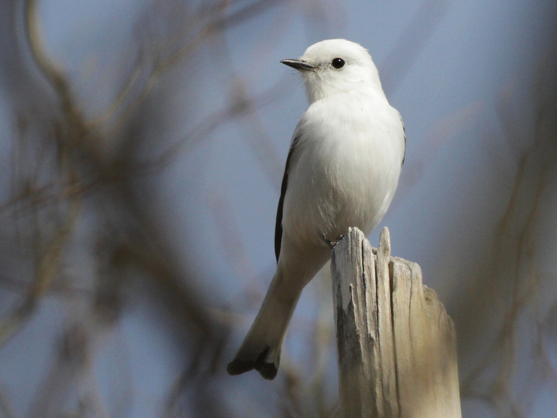 White Monjita - eBird